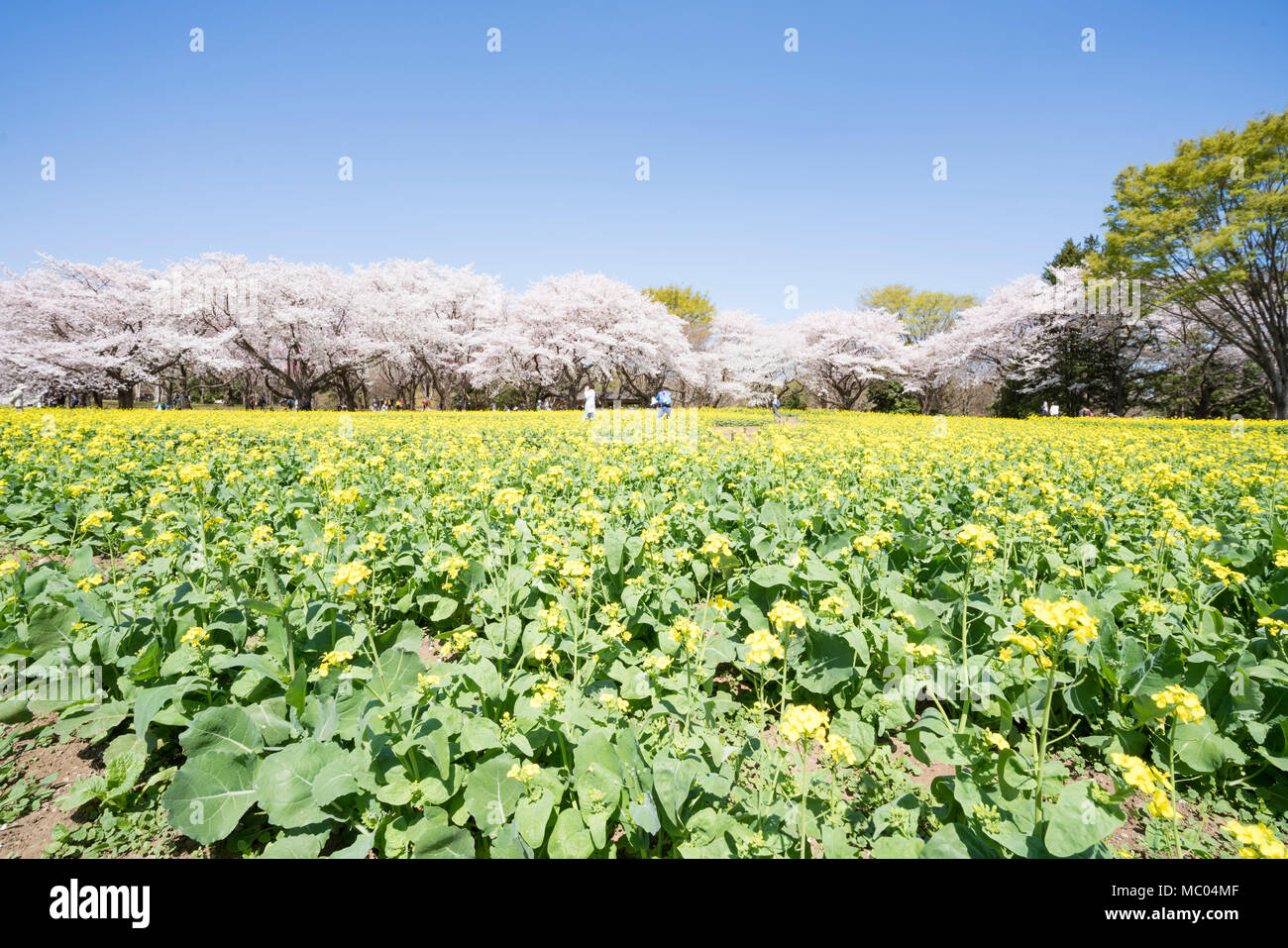 Showa Memorial Park, Tachikawa and Akishima City, Tokyo, Japan Stock ...