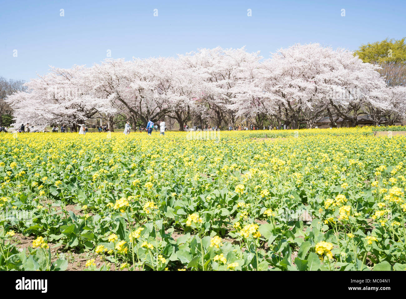 Showa Memorial Park, Tachikawa and Akishima City, Tokyo, Japan Stock ...
