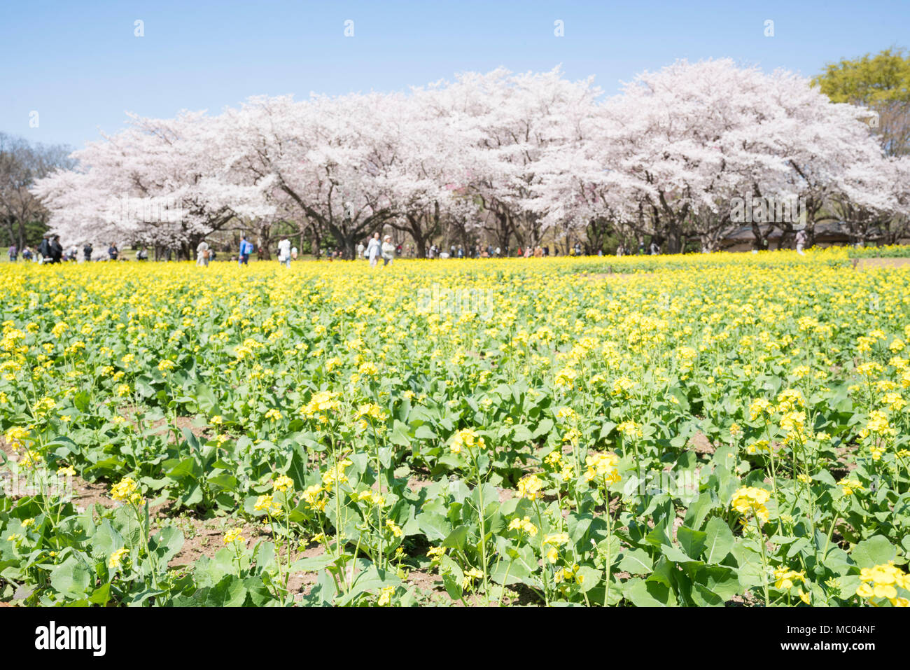 Showa Memorial Park, Tachikawa and Akishima City, Tokyo, Japan Stock ...
