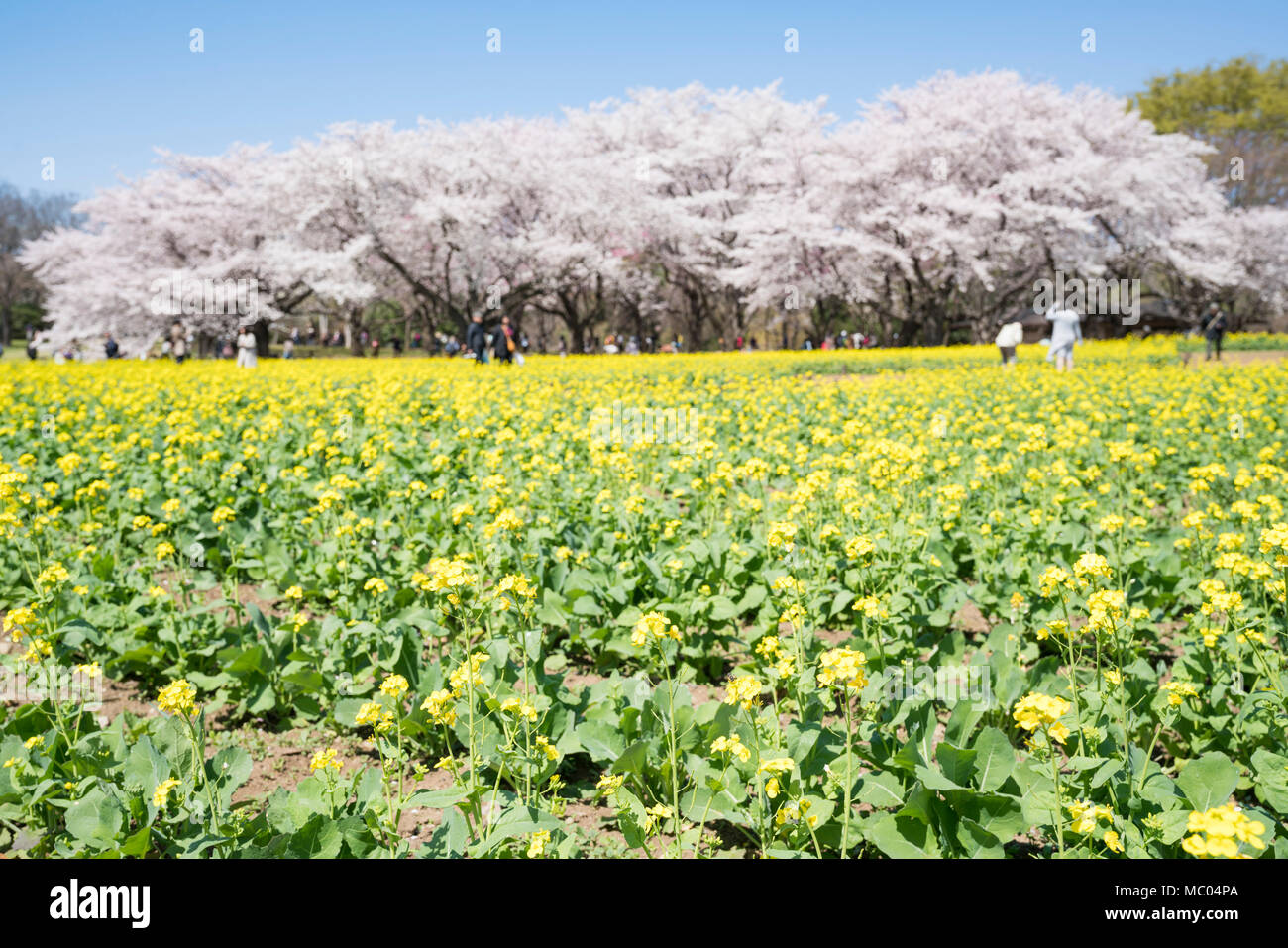 Showa Memorial Park, Tachikawa and Akishima City, Tokyo, Japan Stock ...