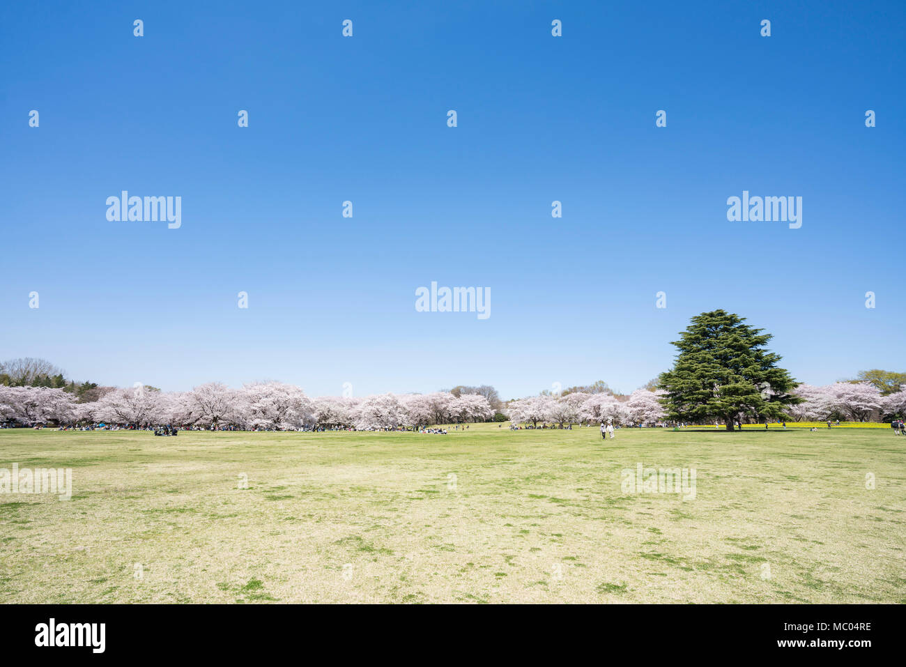 Showa Memorial Park, Tachikawa and Akishima City, Tokyo, Japan Stock ...