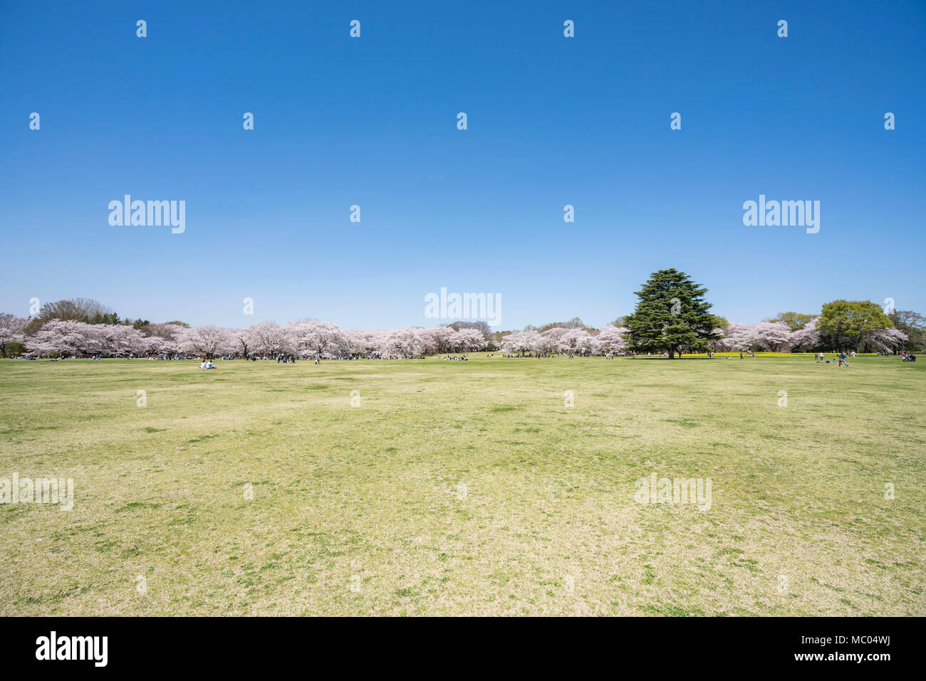 Showa Memorial Park, Tachikawa and Akishima City, Tokyo, Japan Stock ...