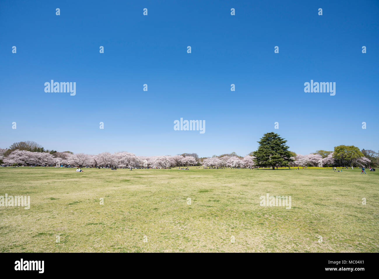 Showa Memorial Park, Tachikawa and Akishima City, Tokyo, Japan Stock ...