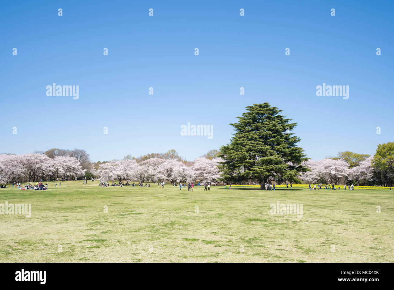 Showa Memorial Park, Tachikawa and Akishima City, Tokyo, Japan Stock ...