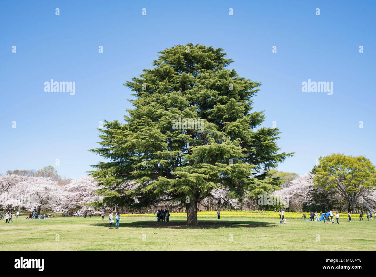 Showa Memorial Park, Tachikawa and Akishima City, Tokyo, Japan Stock ...