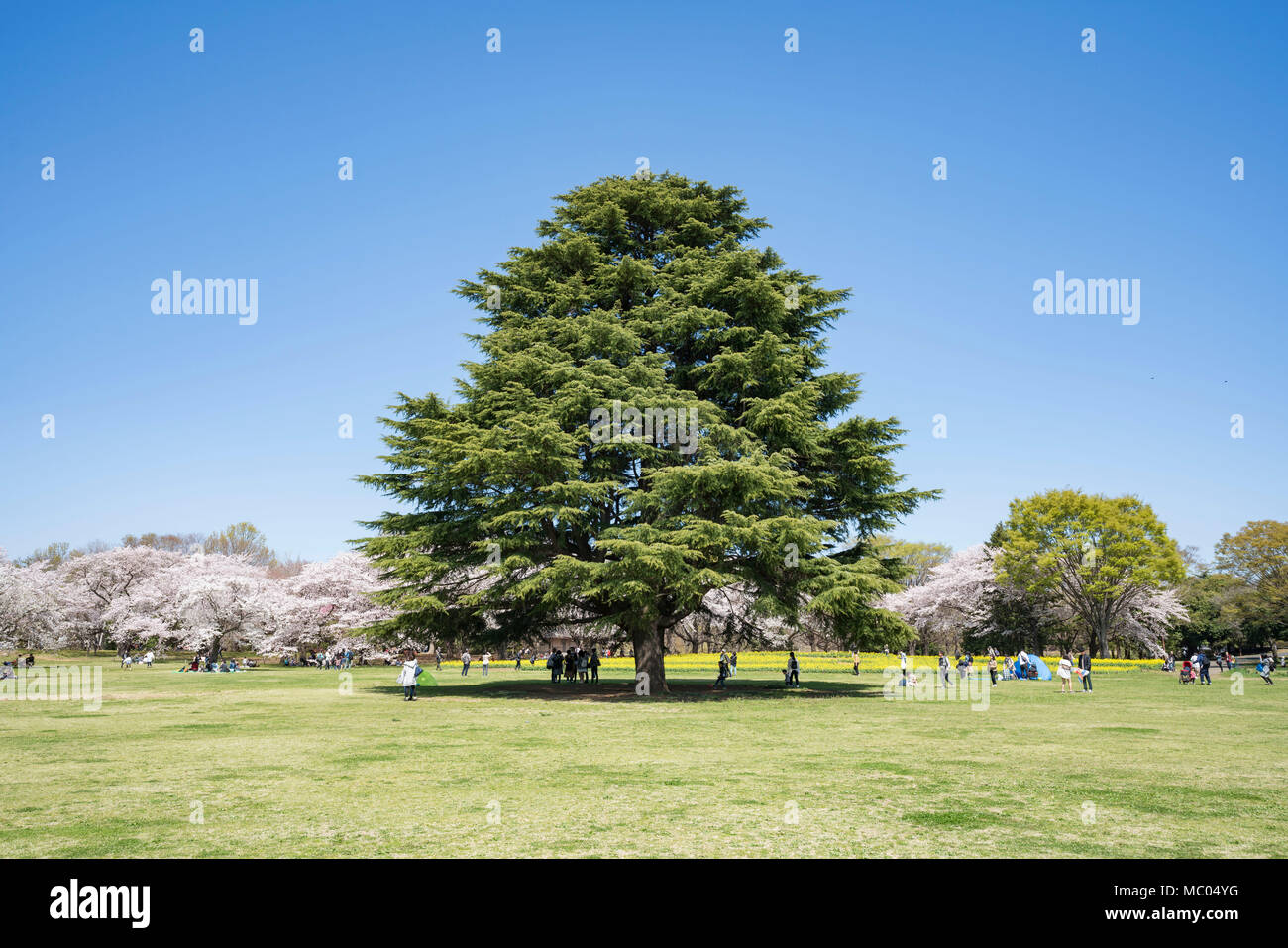 Showa Memorial Park, Tachikawa and Akishima City, Tokyo, Japan Stock ...