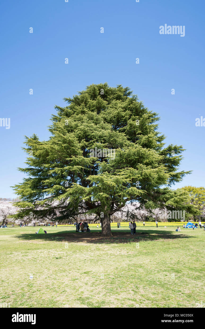Showa Memorial Park, Tachikawa and Akishima City, Tokyo, Japan Stock ...