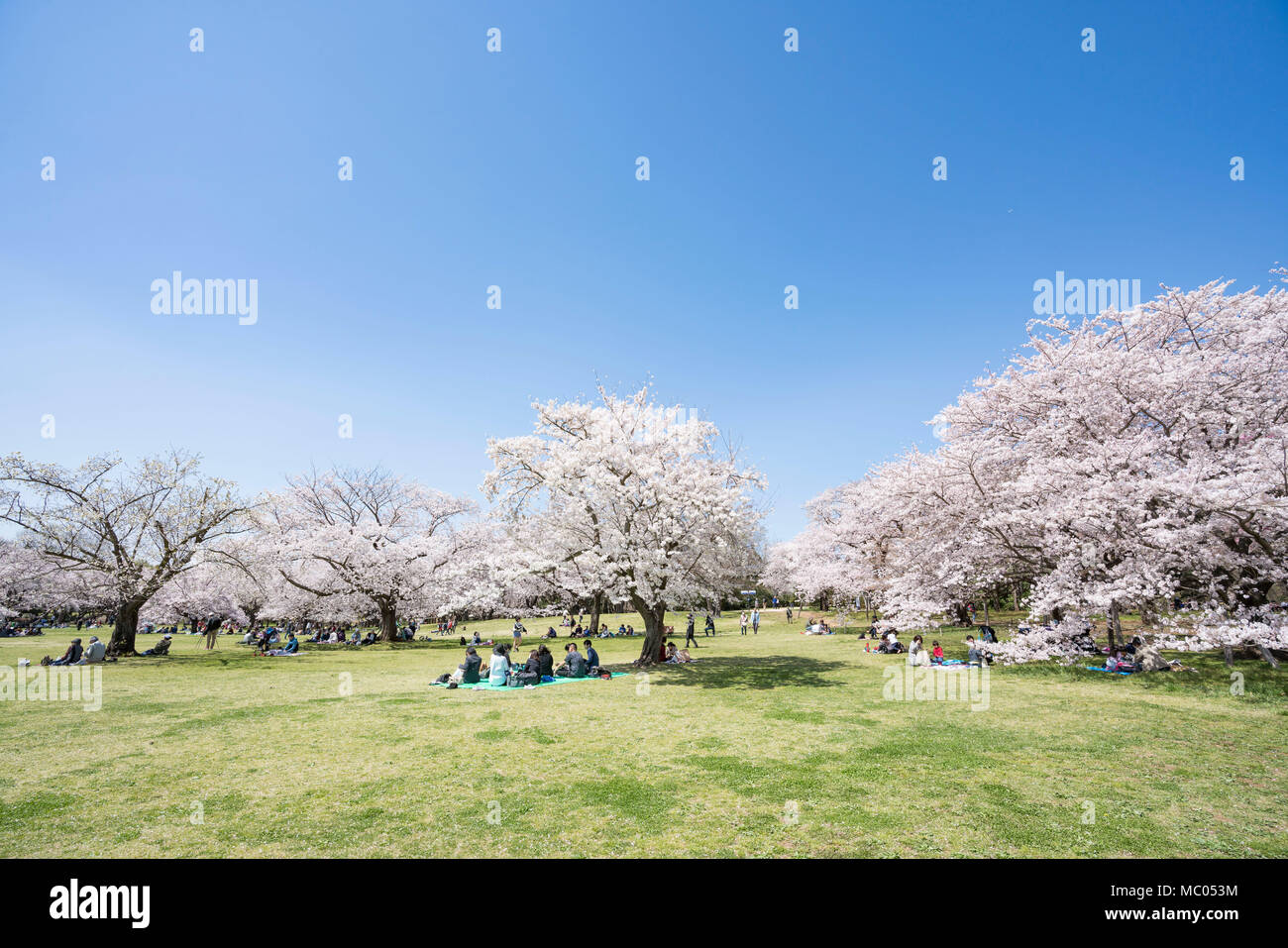 Showa Memorial Park, Tachikawa and Akishima City, Tokyo, Japan Stock ...