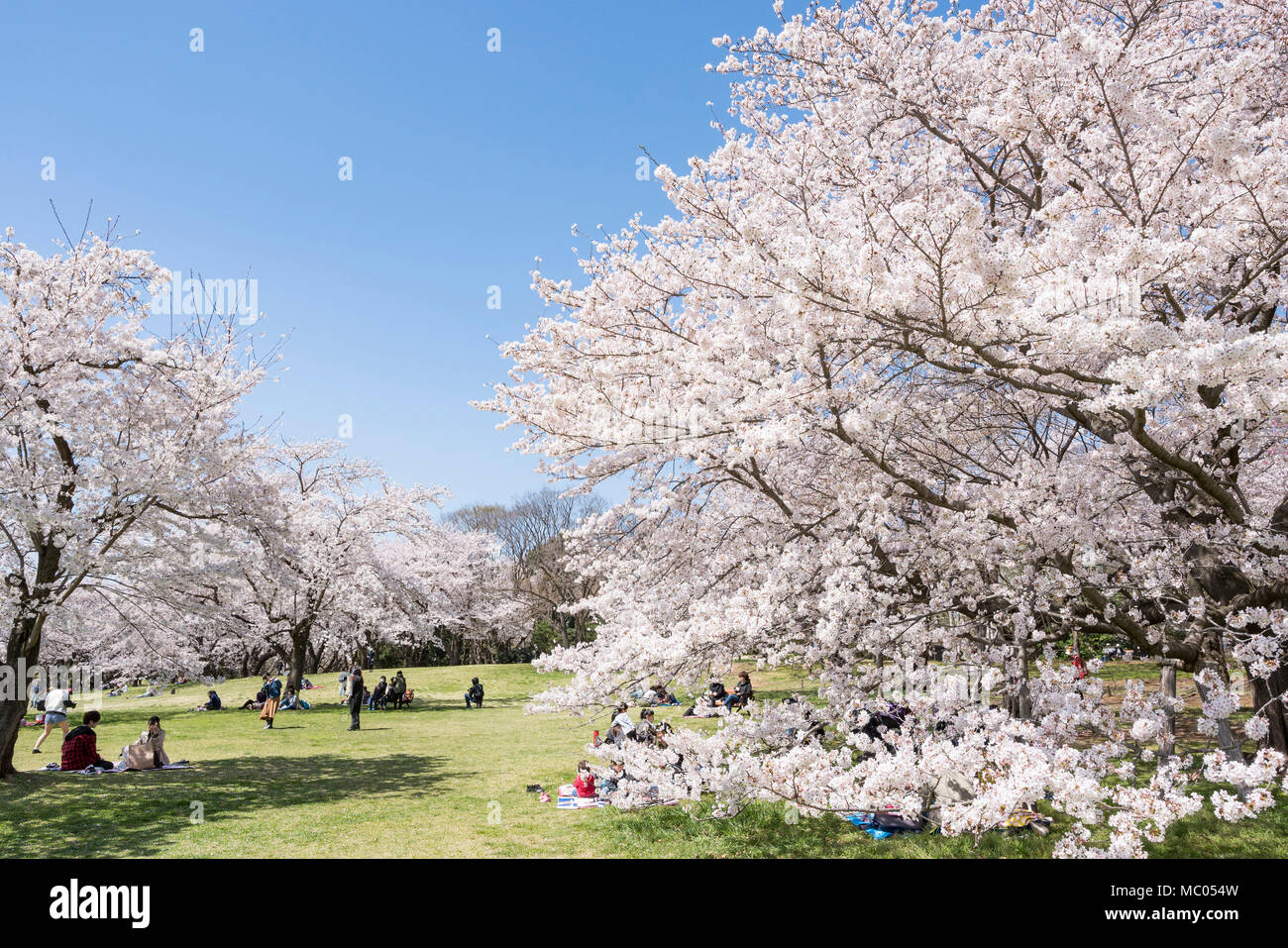 Showa Memorial Park, Tachikawa and Akishima City, Tokyo, Japan Stock ...