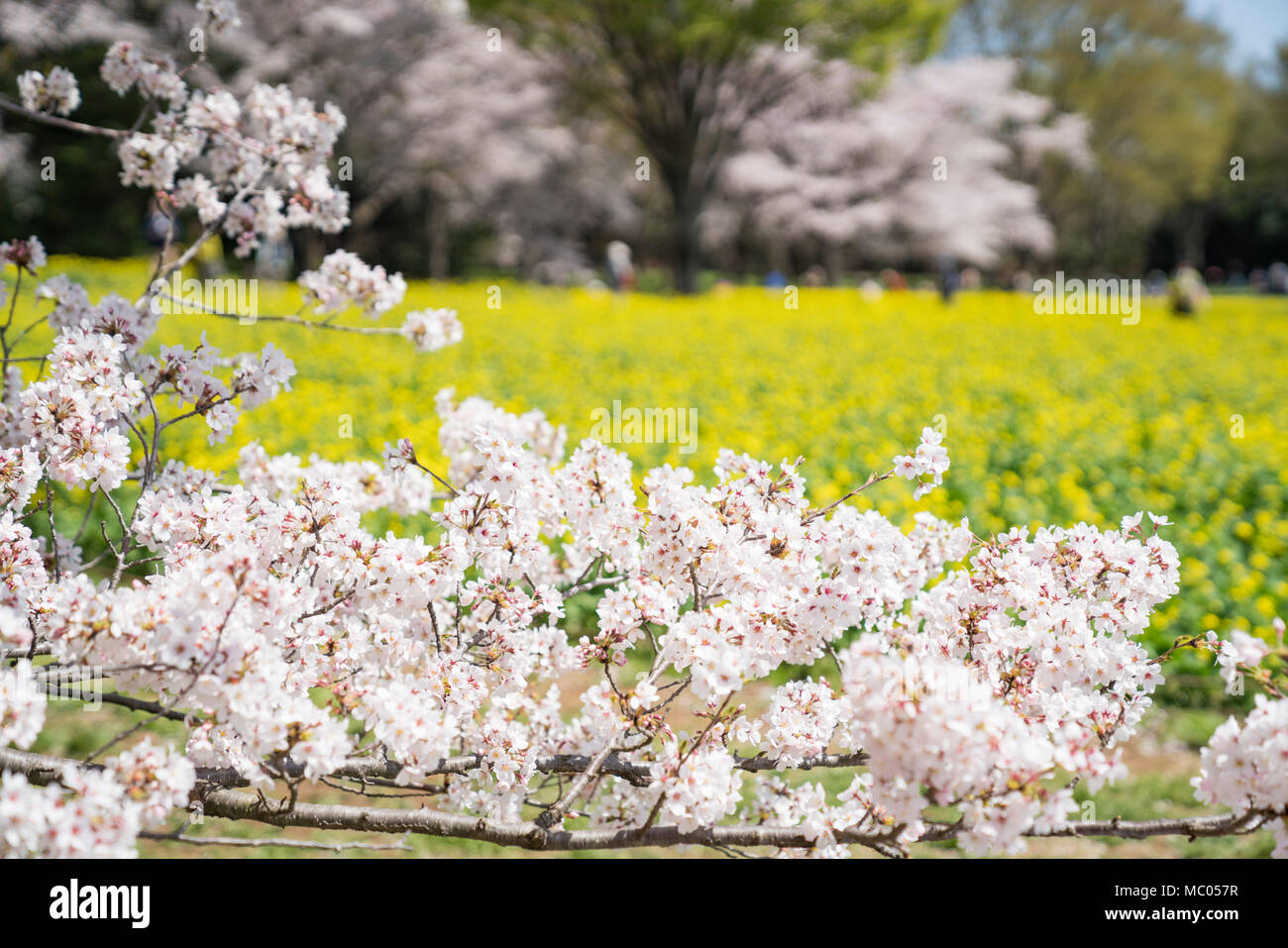 Showa Memorial Park, Tachikawa and Akishima City, Tokyo, Japan Stock ...