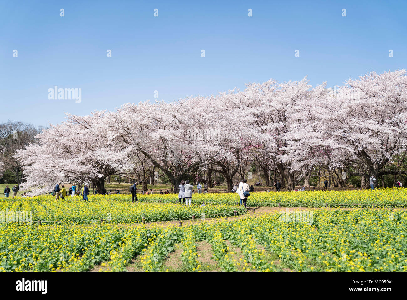 Showa Memorial Park, Tachikawa and Akishima City, Tokyo, Japan Stock ...