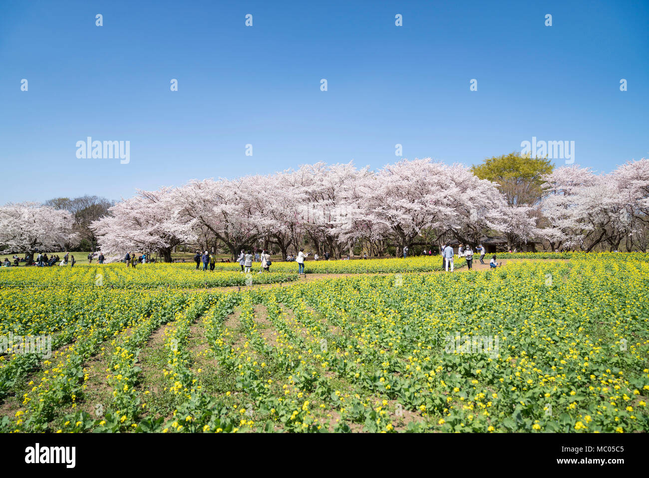 Showa Memorial Park, Tachikawa and Akishima City, Tokyo, Japan Stock ...