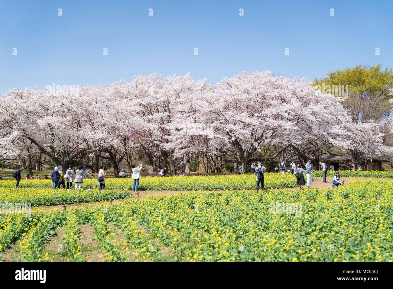 Showa Memorial Park, Tachikawa and Akishima City, Tokyo, Japan Stock ...