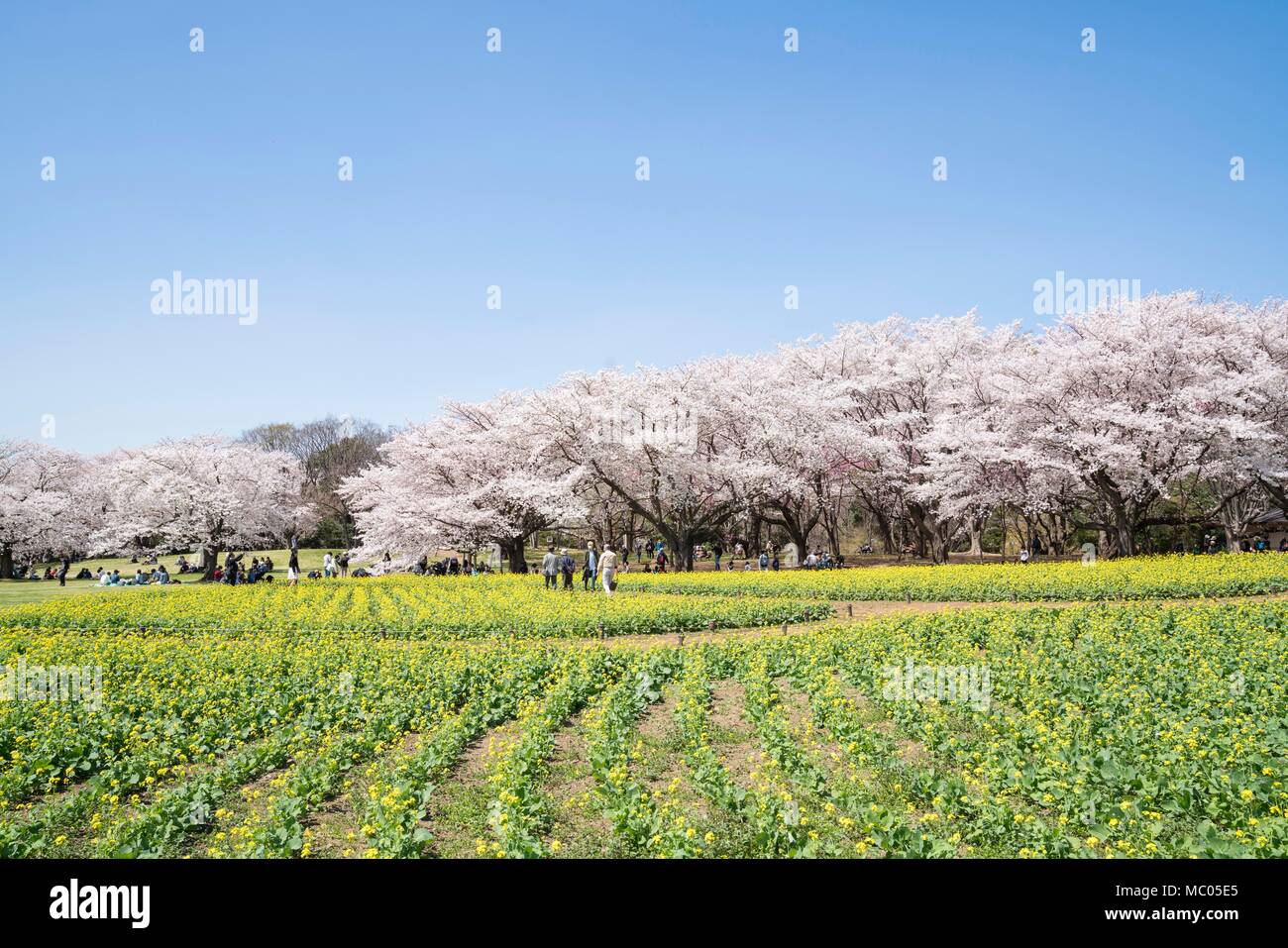 Showa Memorial Park, Tachikawa and Akishima City, Tokyo, Japan Stock ...