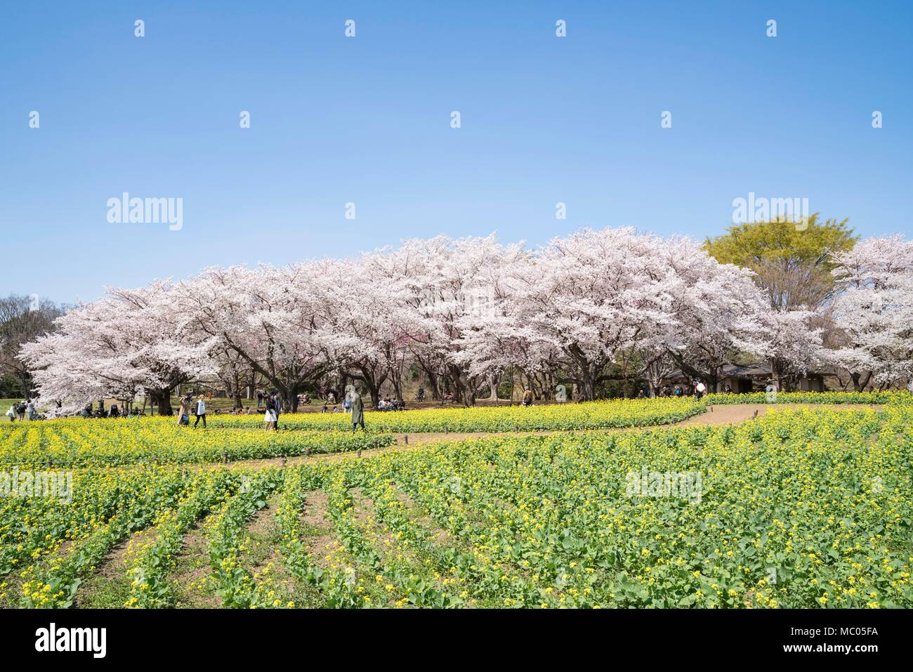 Showa Memorial Park, Tachikawa and Akishima City, Tokyo, Japan Stock ...