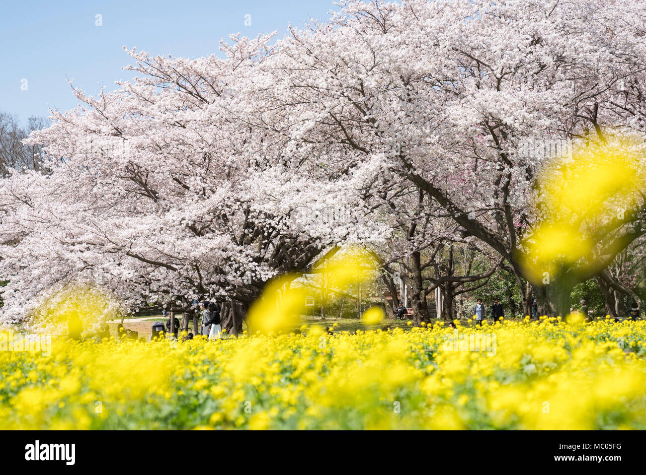 Showa Memorial Park, Tachikawa and Akishima City, Tokyo, Japan Stock ...