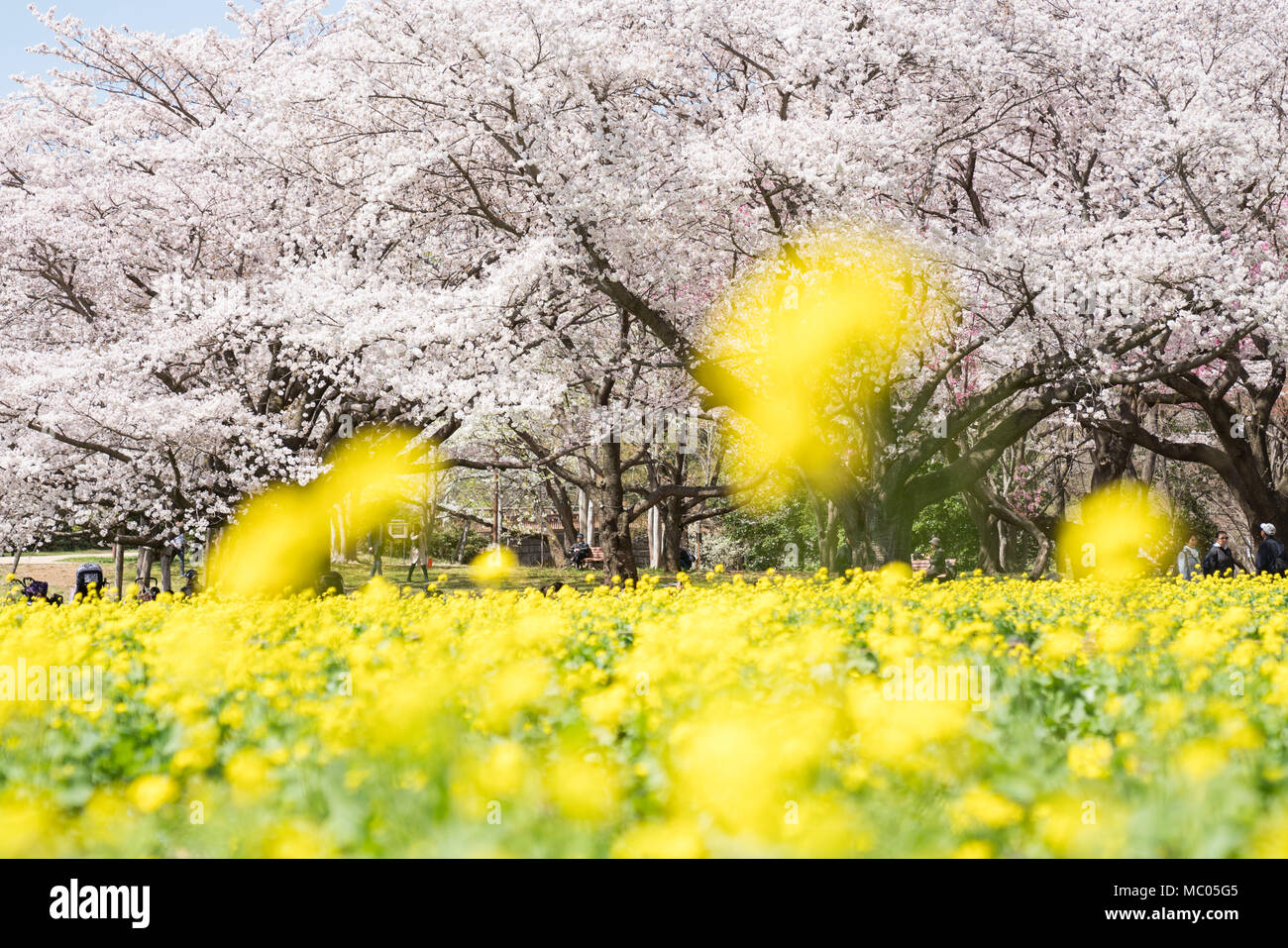 Showa Memorial Park, Tachikawa and Akishima City, Tokyo, Japan Stock ...