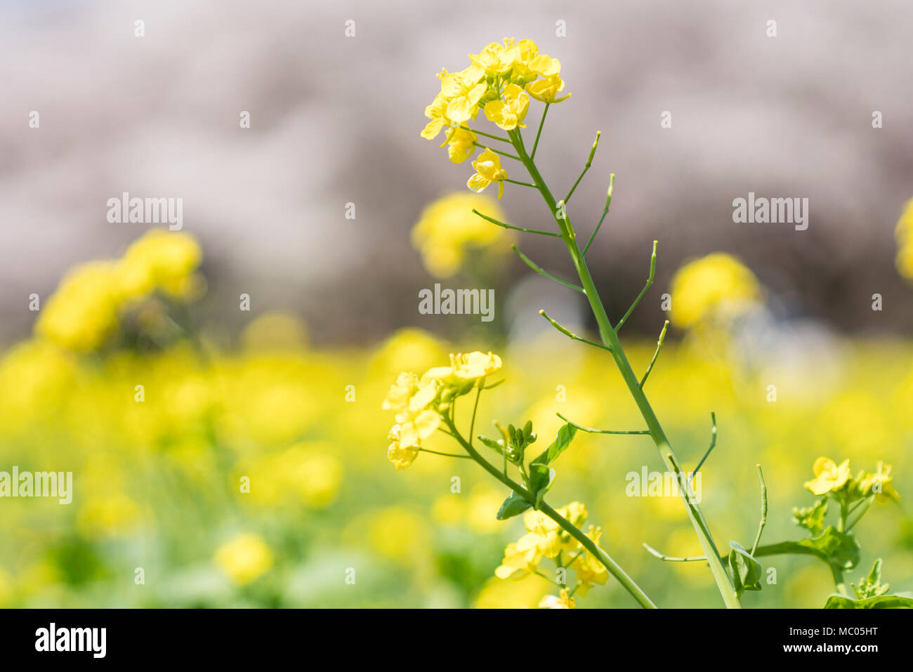 Showa Memorial Park, Tachikawa and Akishima City, Tokyo, Japan Stock ...