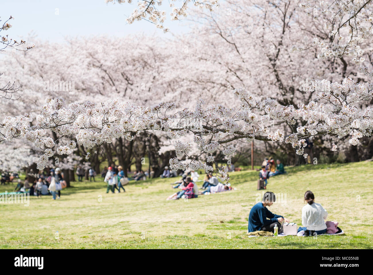 Showa Memorial Park, Tachikawa and Akishima City, Tokyo, Japan Stock ...