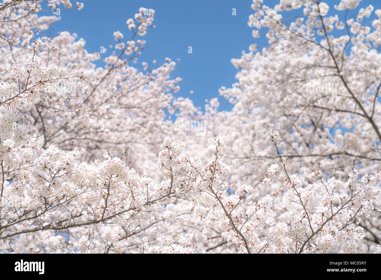 Showa Memorial Park, Tachikawa and Akishima City, Tokyo, Japan Stock ...