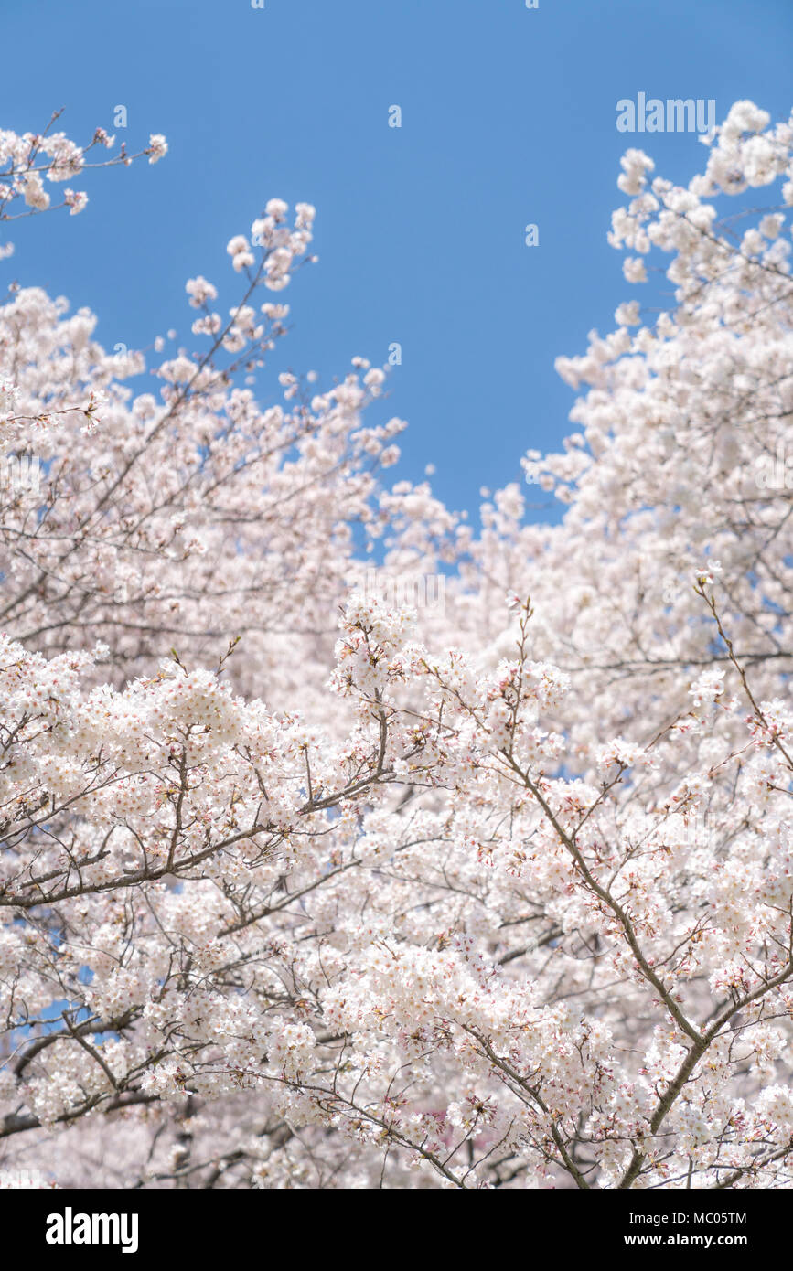 Showa Memorial Park, Tachikawa and Akishima City, Tokyo, Japan Stock ...