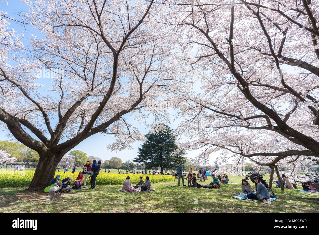 Showa Memorial Park, Tachikawa and Akishima City, Tokyo, Japan Stock ...