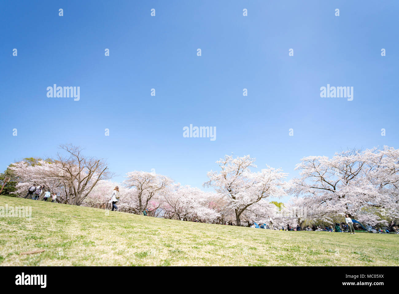 Showa Memorial Park, Tachikawa and Akishima City, Tokyo, Japan Stock ...