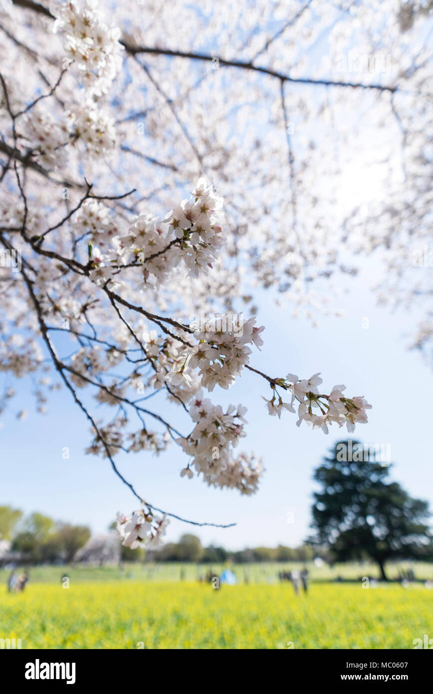 Showa Memorial Park, Tachikawa and Akishima City, Tokyo, Japan Stock ...