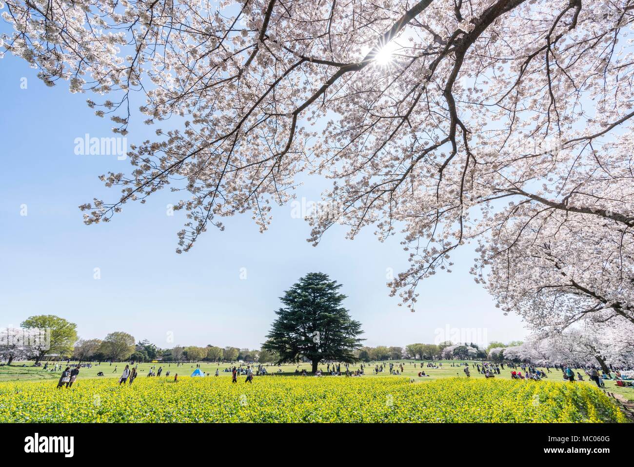 Showa Memorial Park, Tachikawa and Akishima City, Tokyo, Japan Stock ...