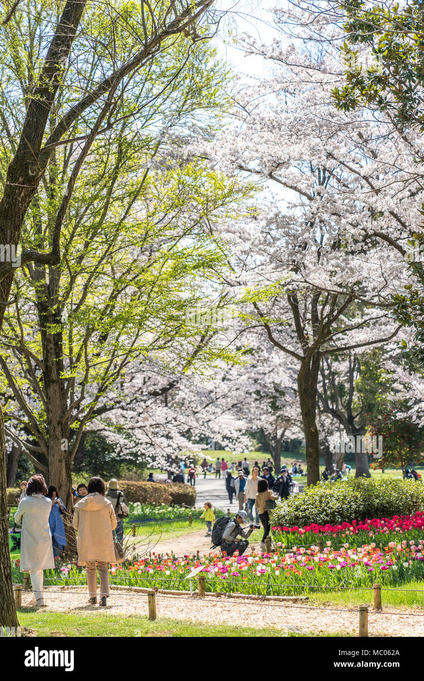 Showa Memorial Park, Tachikawa and Akishima City, Tokyo, Japan Stock ...