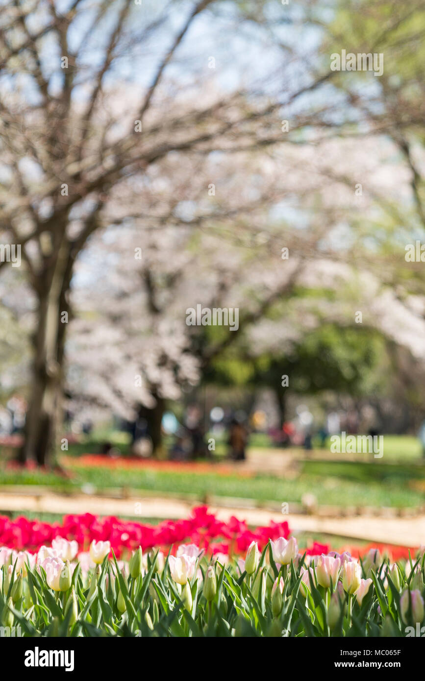 Showa Memorial Park, Tachikawa and Akishima City, Tokyo, Japan Stock ...