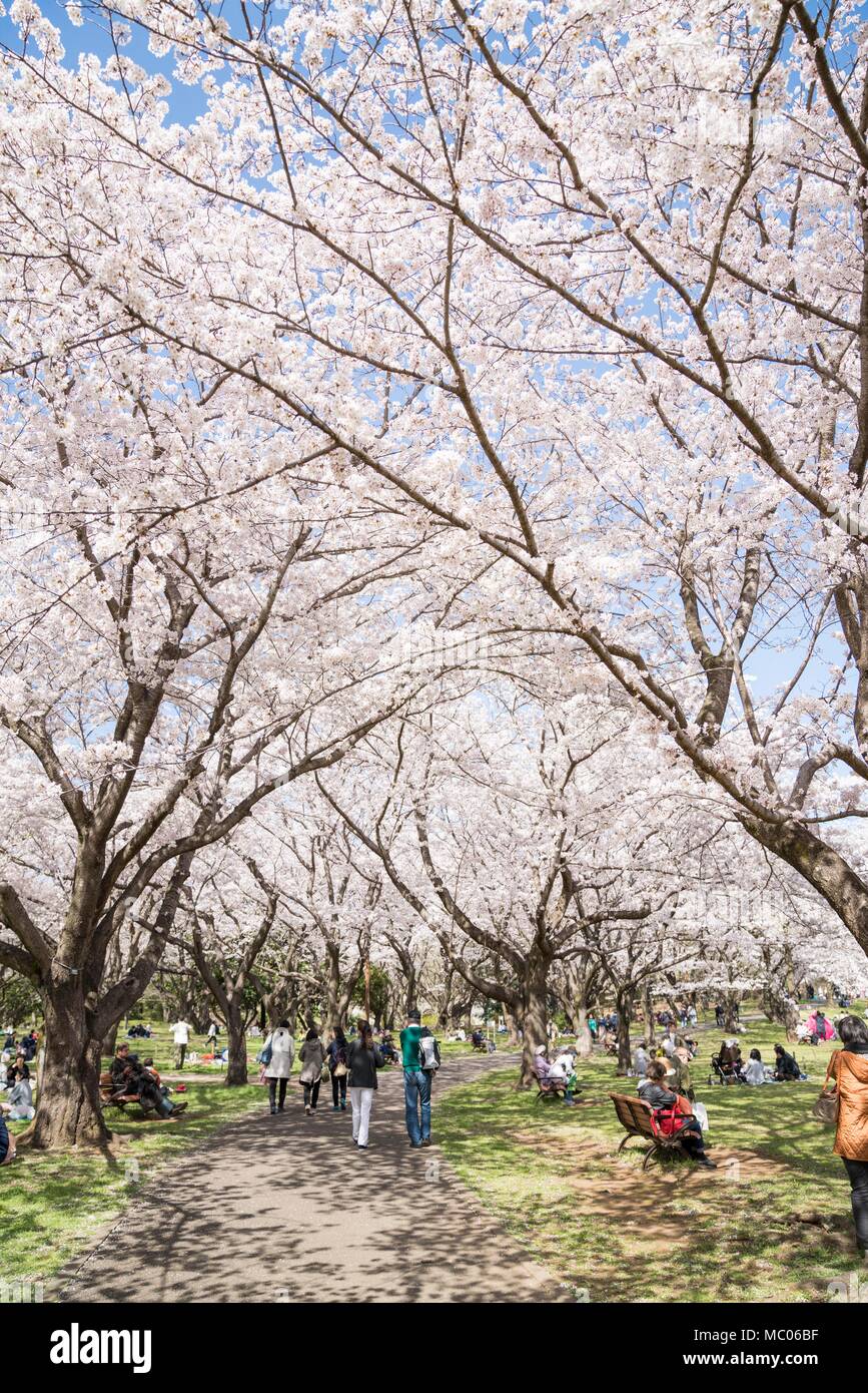 Showa Memorial Park, Tachikawa and Akishima City, Tokyo, Japan Stock ...