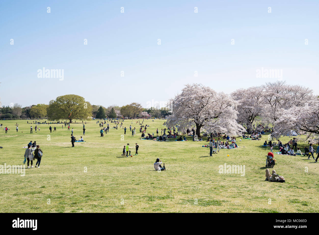 Showa Memorial Park, Tachikawa and Akishima City, Tokyo, Japan Stock ...