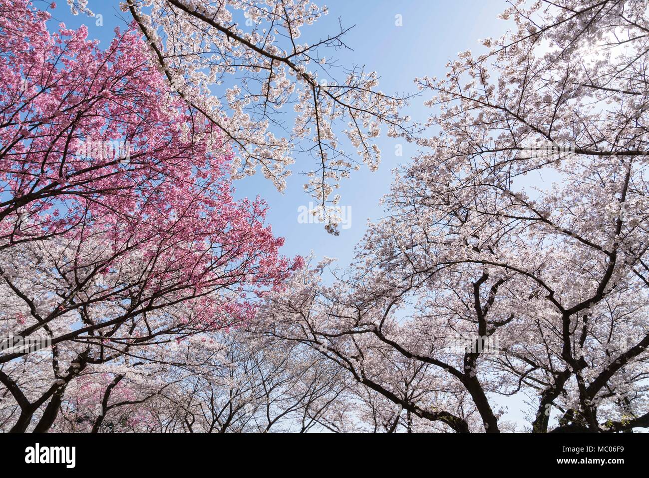 Showa Memorial Park, Tachikawa and Akishima City, Tokyo, Japan Stock ...