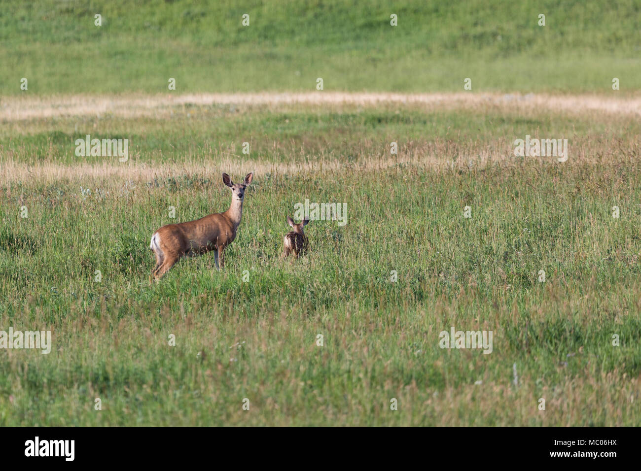 Police outpost lake provincial park hi-res stock photography and images ...