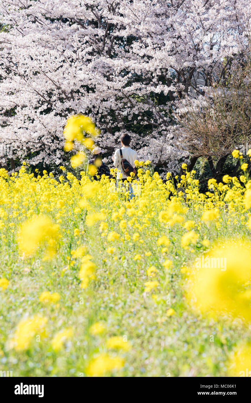 Showa Memorial Park, Tachikawa and Akishima City, Tokyo, Japan Stock ...