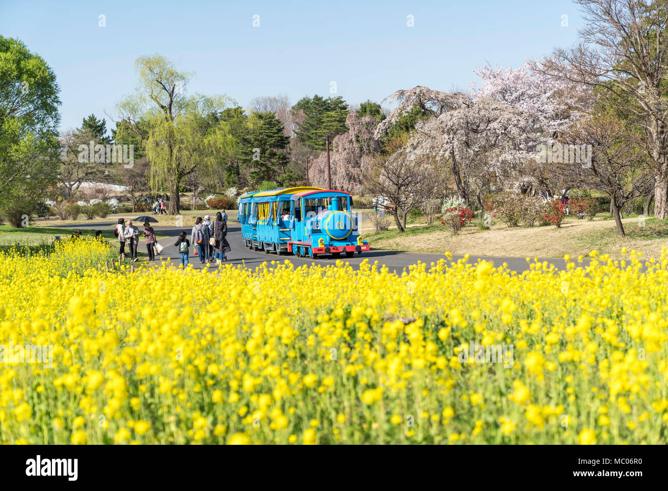 Showa Memorial Park, Tachikawa and Akishima City, Tokyo, Japan Stock ...