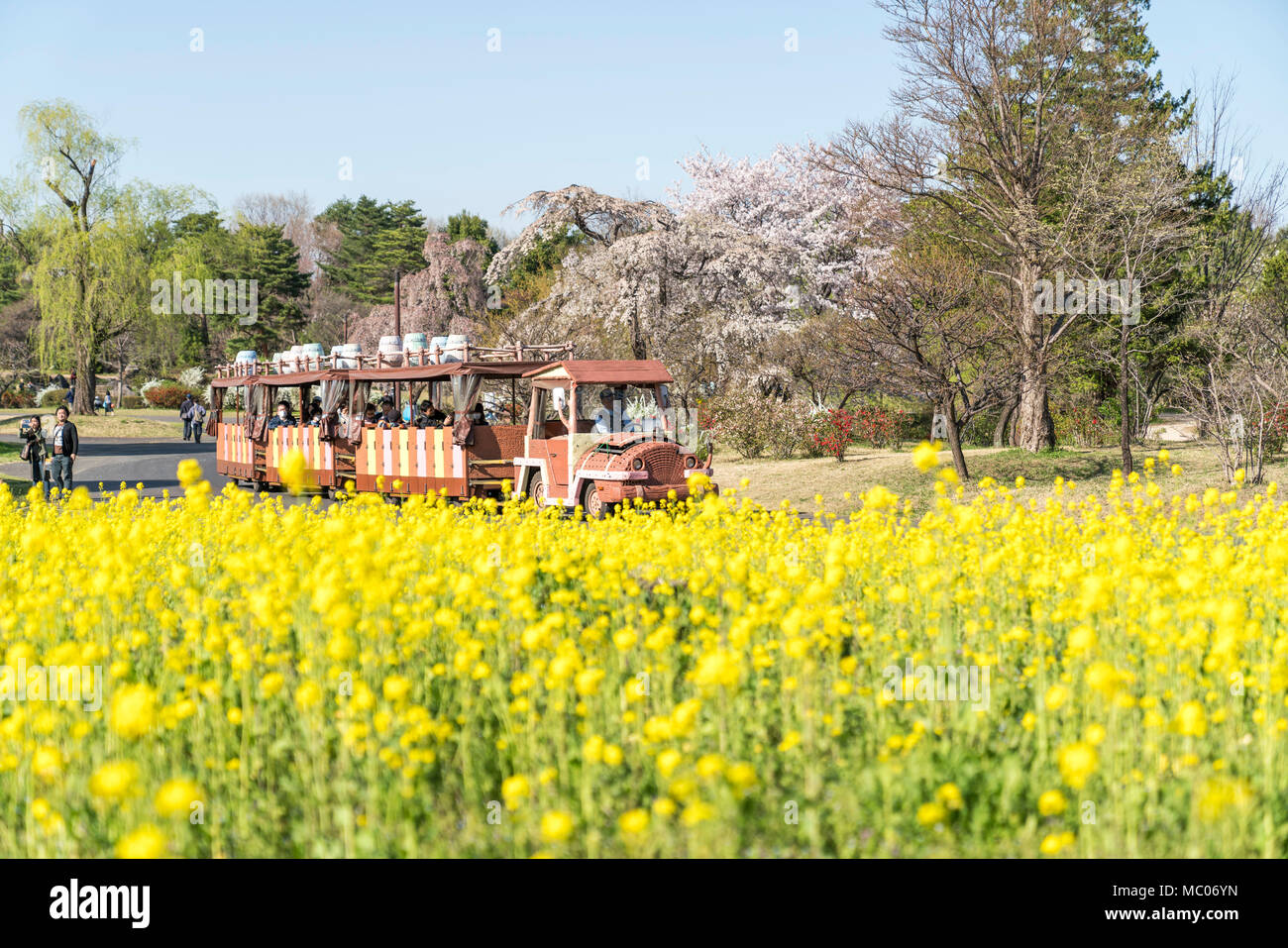 Showa Memorial Park, Tachikawa and Akishima City, Tokyo, Japan Stock ...