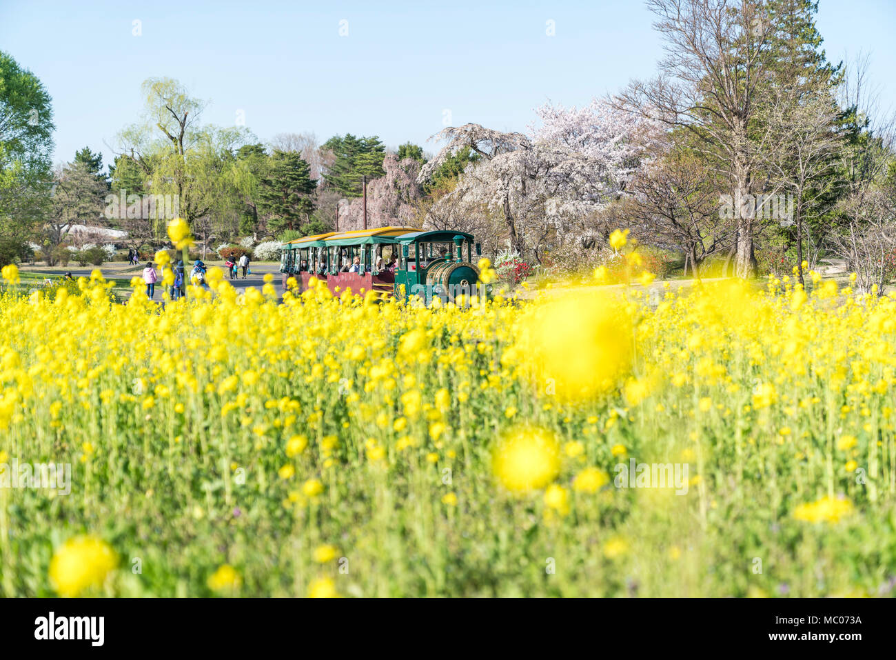 Showa Memorial Park, Tachikawa and Akishima City, Tokyo, Japan Stock ...