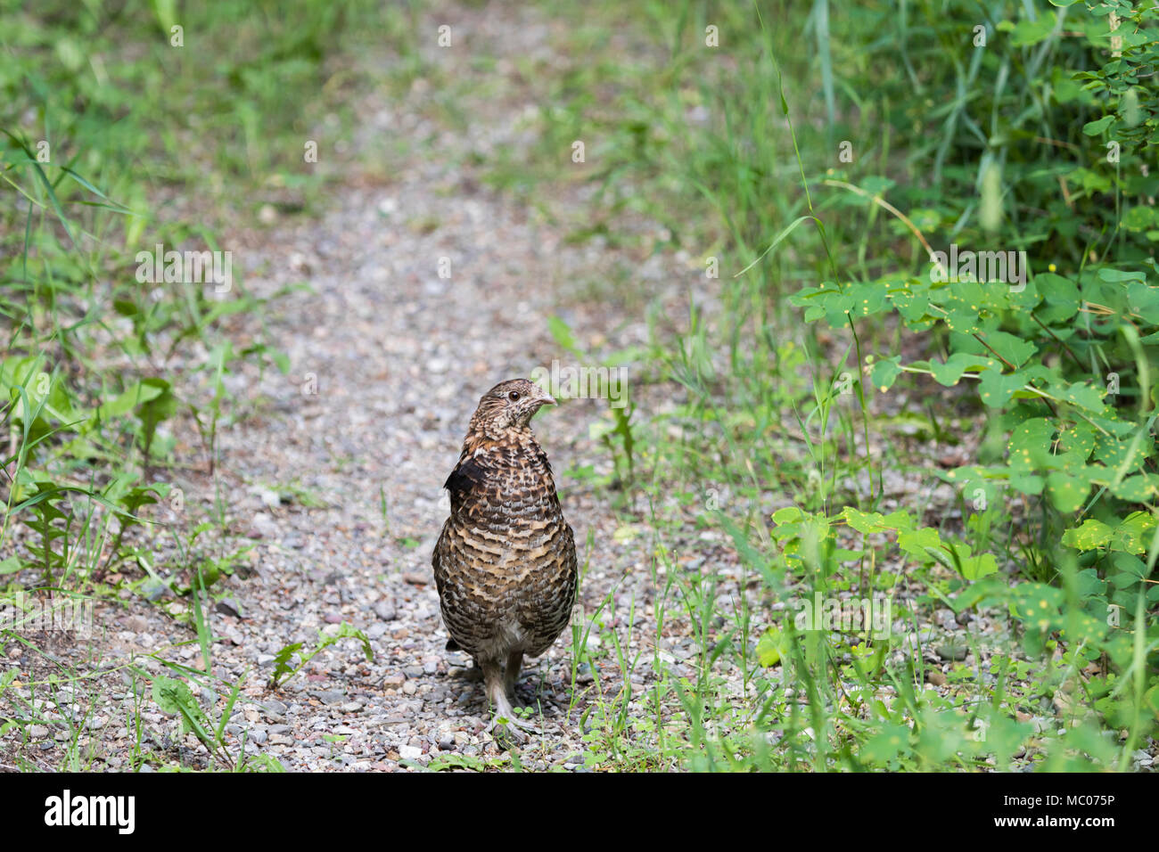 Grouse lake hi-res stock photography and images - Alamy