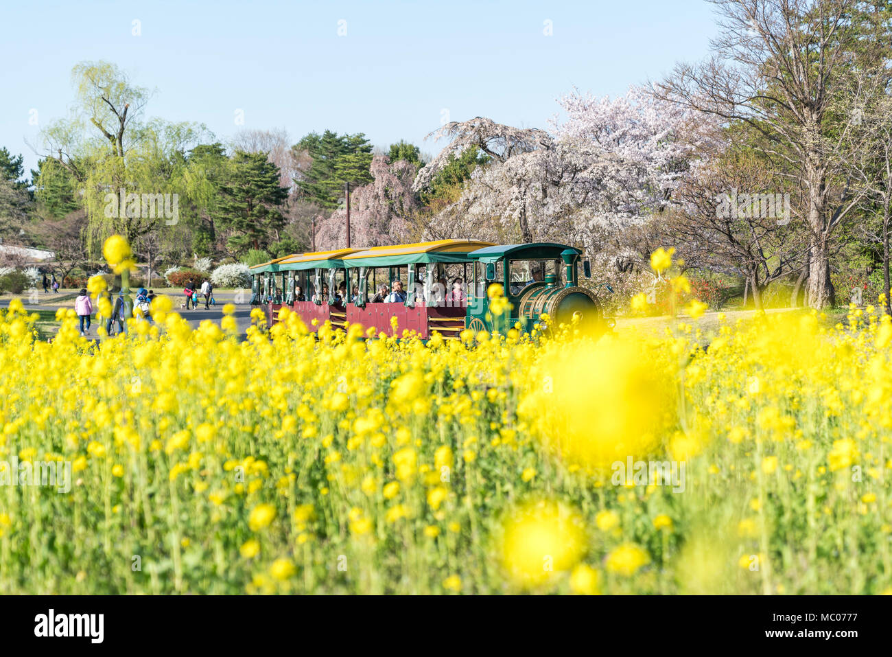 Showa Memorial Park, Tachikawa and Akishima City, Tokyo, Japan Stock ...