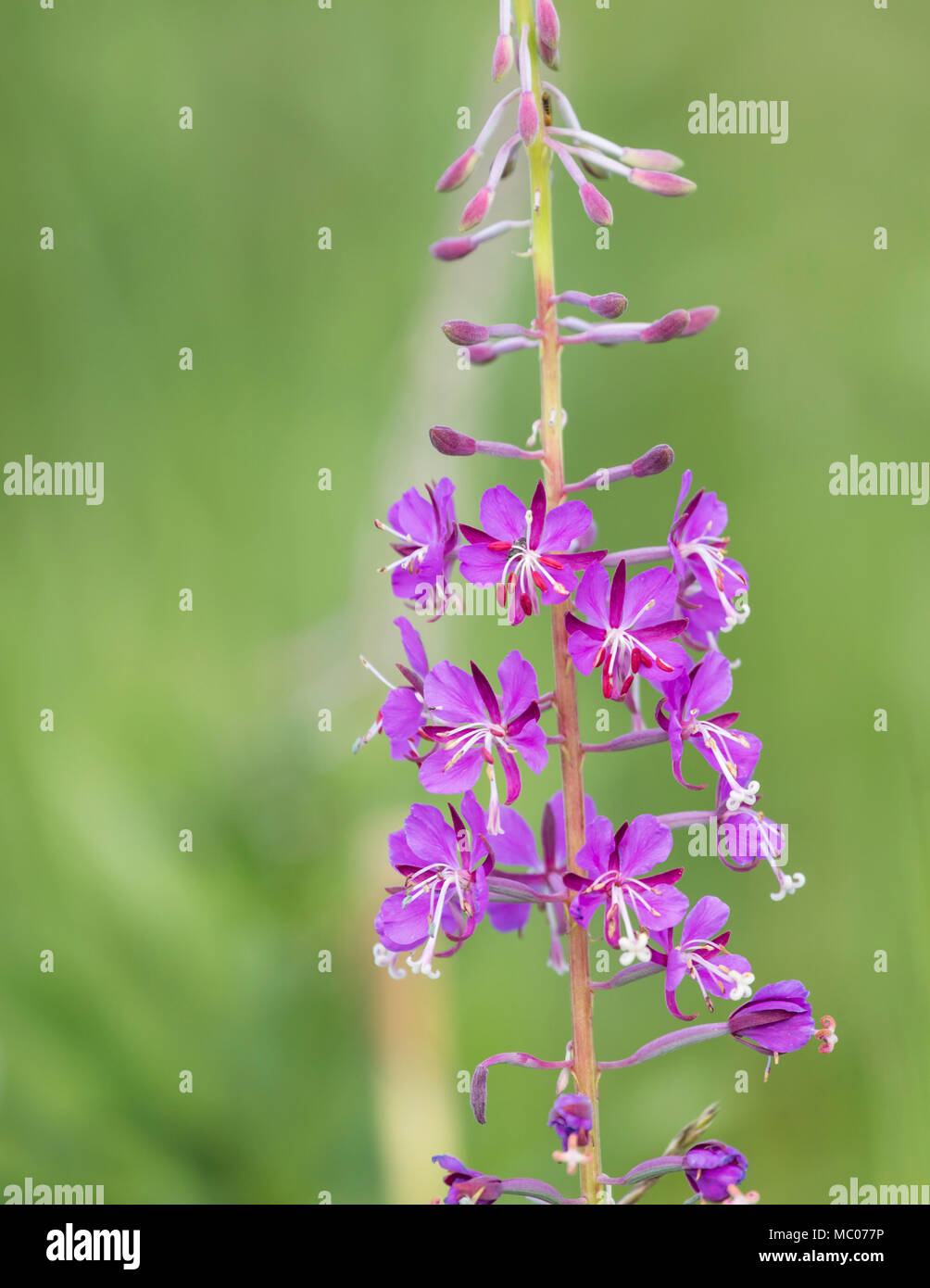 Fireweed wildflower hi-res stock photography and images - Alamy