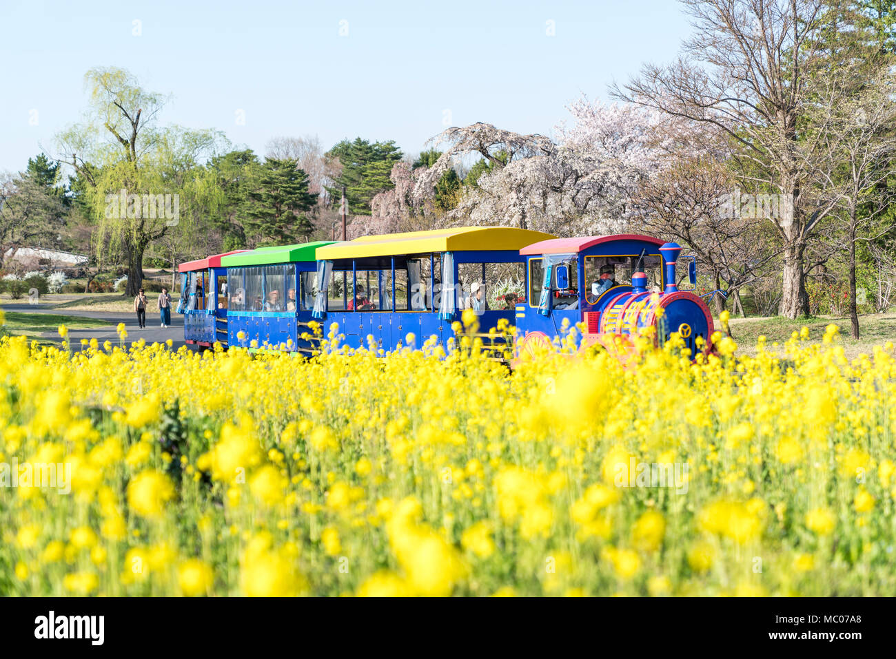 Showa Memorial Park, Tachikawa and Akishima City, Tokyo, Japan Stock ...