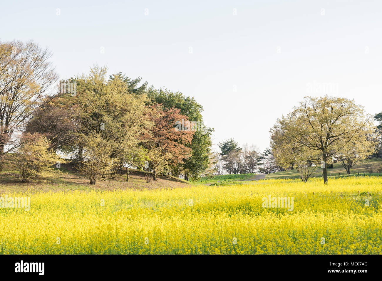 Showa Memorial Park, Tachikawa and Akishima City, Tokyo, Japan Stock ...