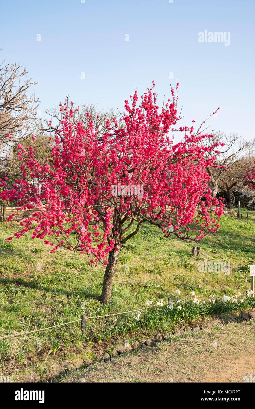 Showa Memorial Park, Tachikawa and Akishima City, Tokyo, Japan Stock ...