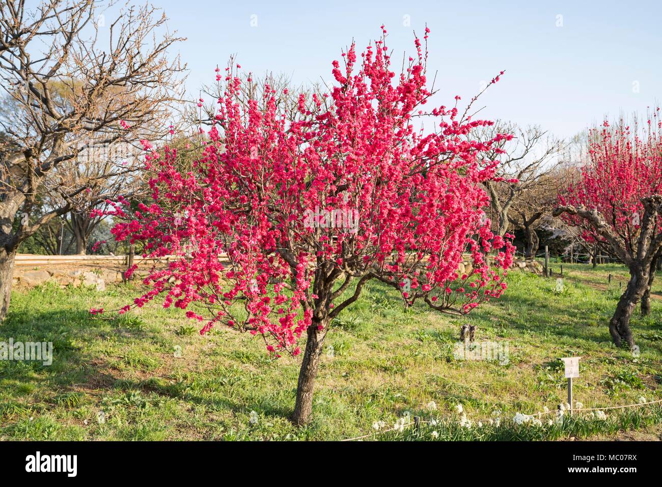 Showa Memorial Park, Tachikawa and Akishima City, Tokyo, Japan Stock ...