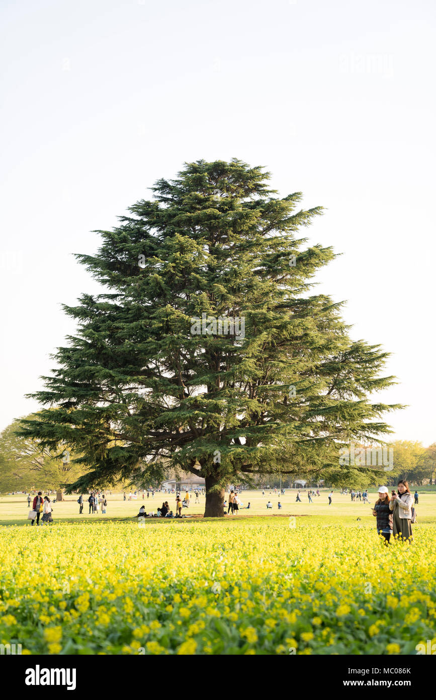 Showa Memorial Park, Tachikawa and Akishima City, Tokyo, Japan Stock ...