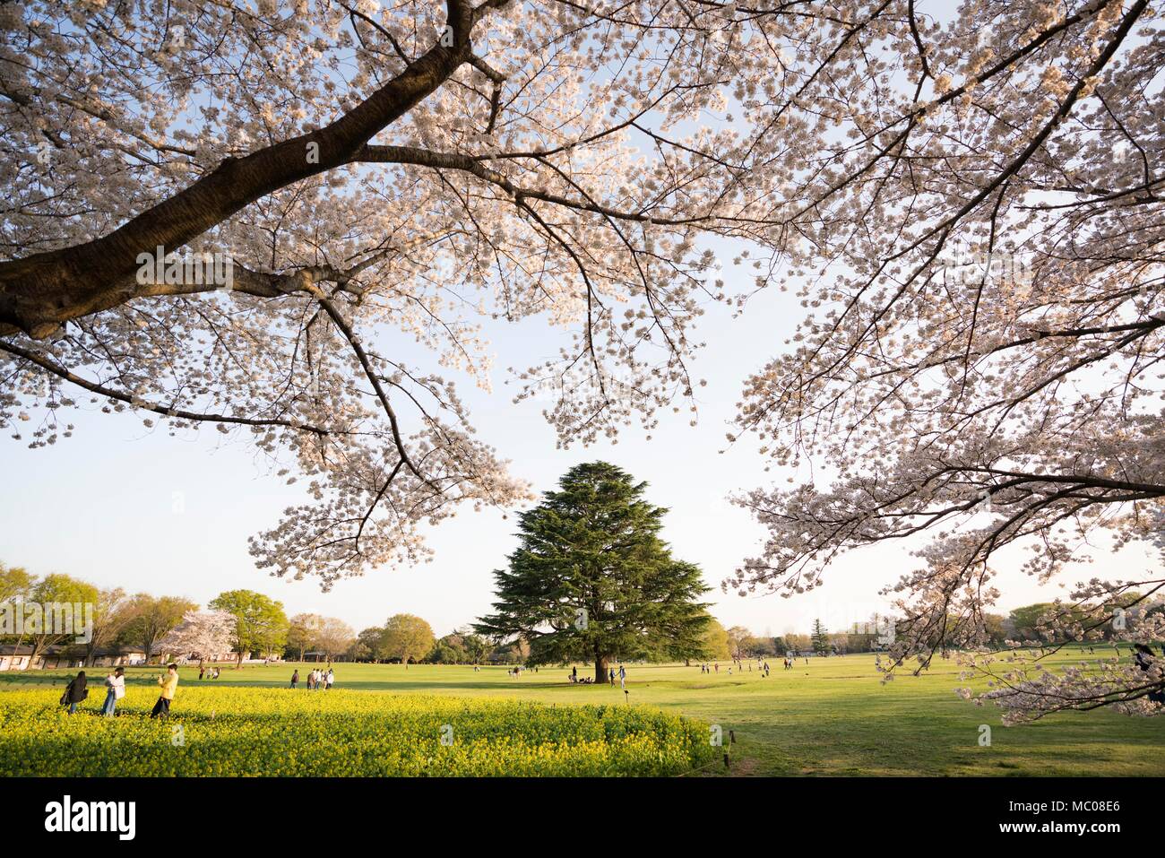Showa Memorial Park, Tachikawa and Akishima City, Tokyo, Japan Stock ...