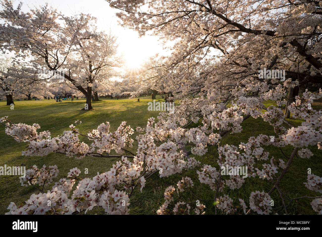 Showa Memorial Park, Tachikawa and Akishima City, Tokyo, Japan Stock ...