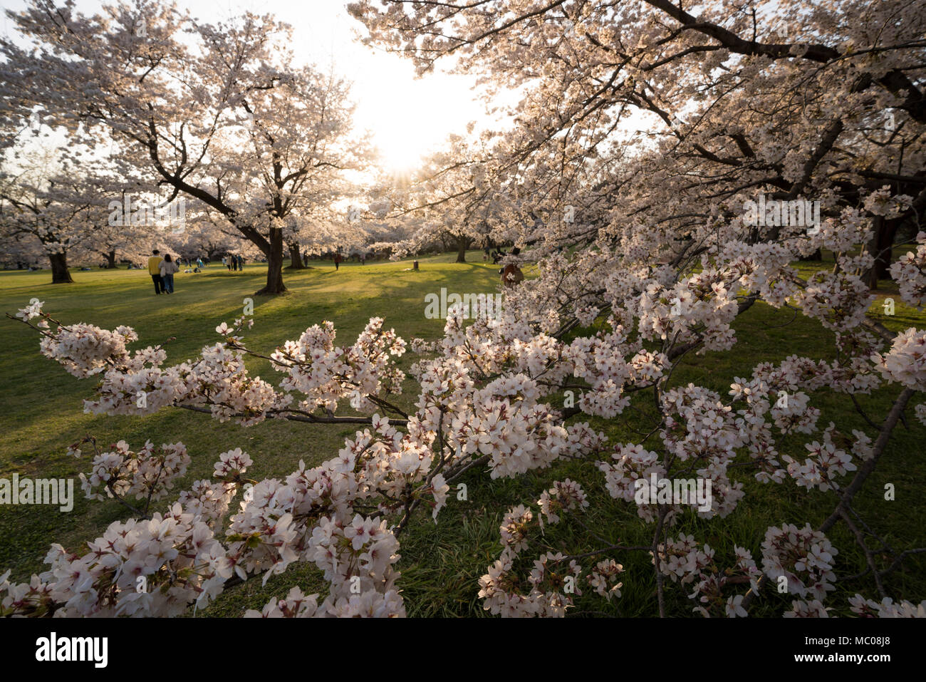 Showa Memorial Park, Tachikawa and Akishima City, Tokyo, Japan Stock ...